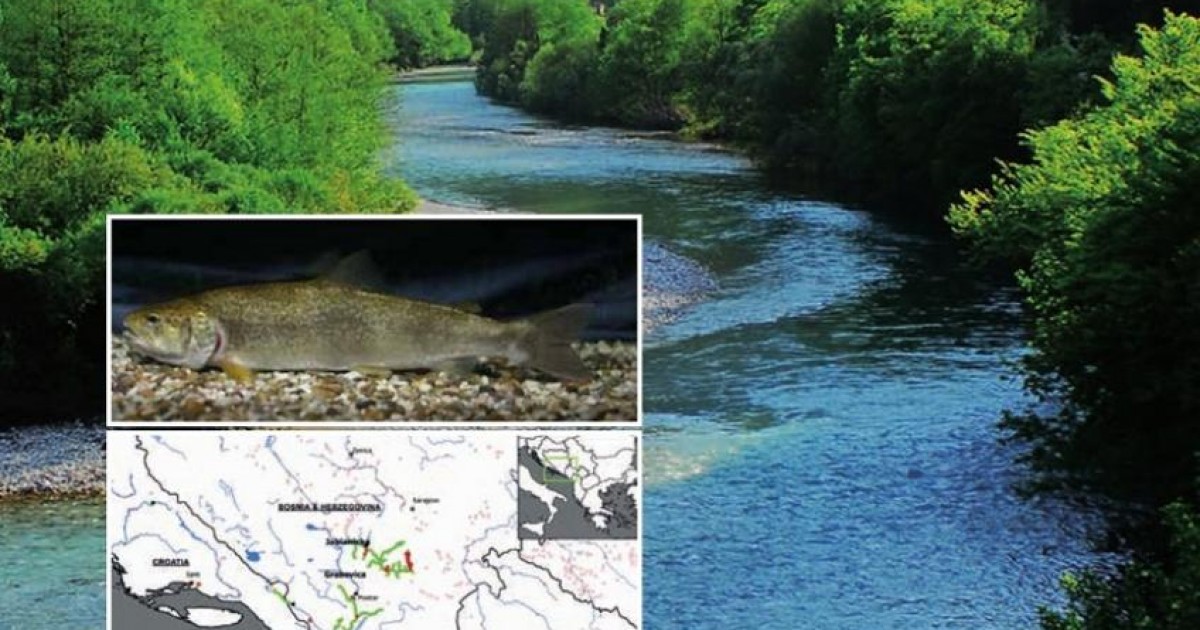 Balkan Rivers – Endangered Fish Species: Distribution and threats from ...