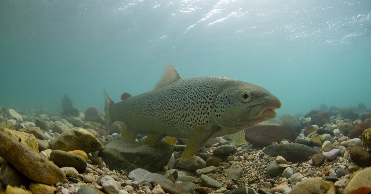 In search of Softmouth Trout and Huchen | Save the Blue Heart of Europe