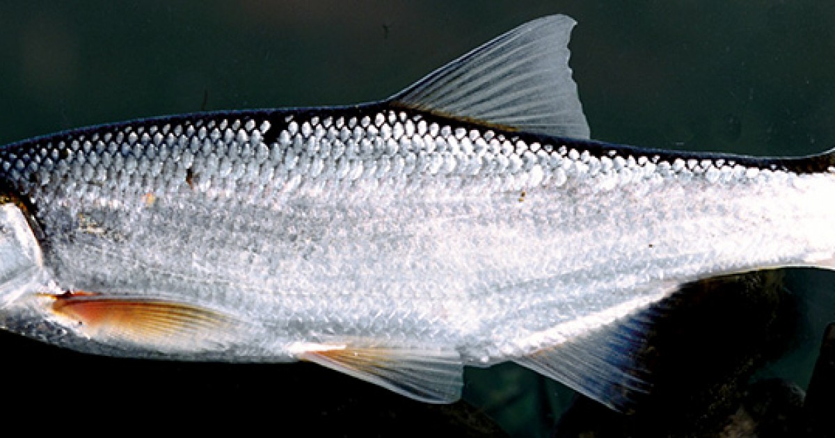 Mandras bleak | Save the Blue Heart of Europe