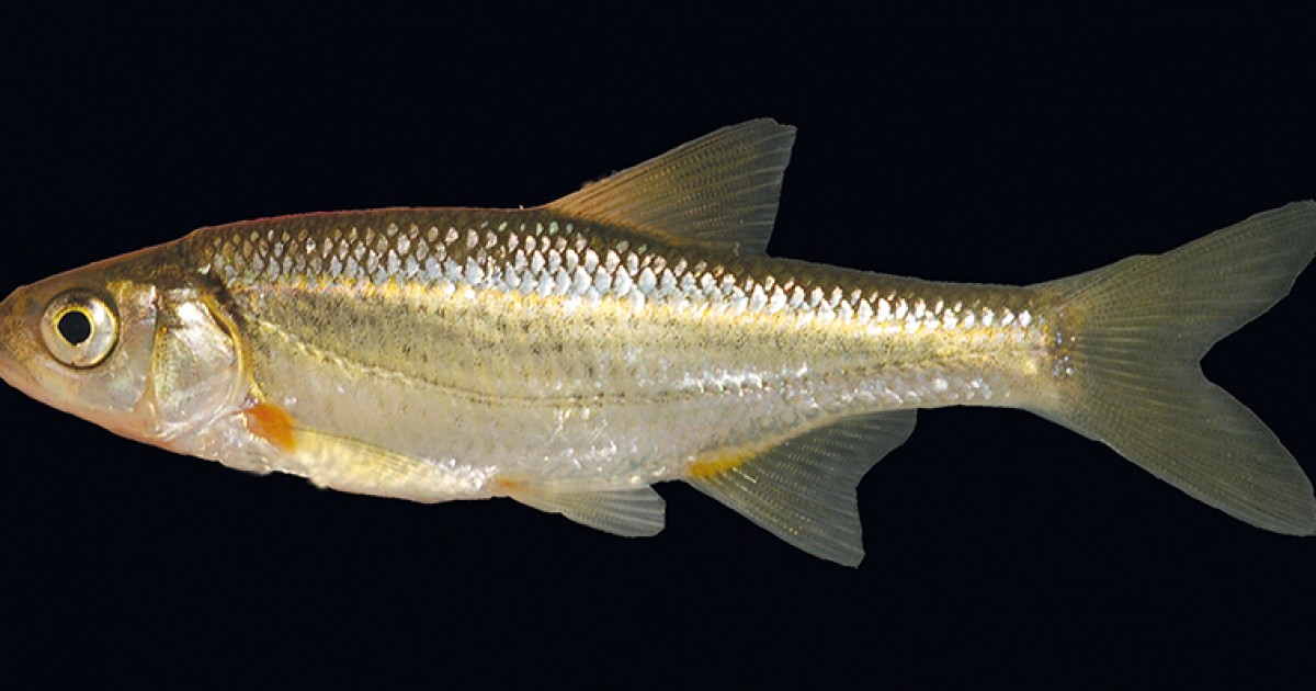 Prespa spirlin | Save the Blue Heart of Europe