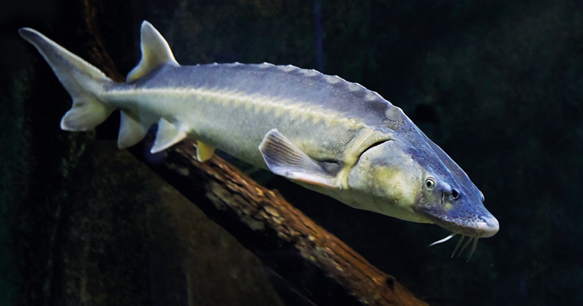 Russian sturgeon | Save the Blue Heart of Europe