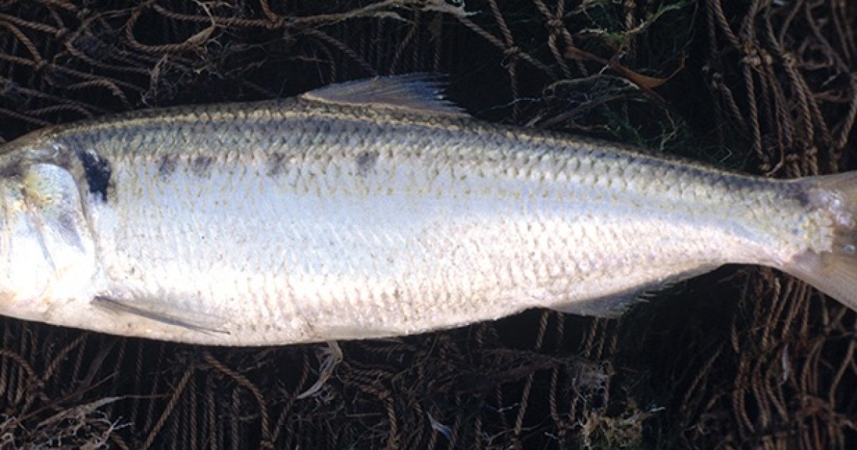 Twaite shad | Save the Blue Heart of Europe
