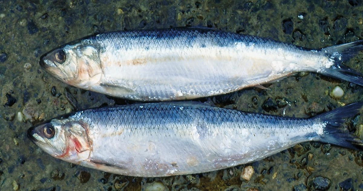 Pontic shad | Save the Blue Heart of Europe