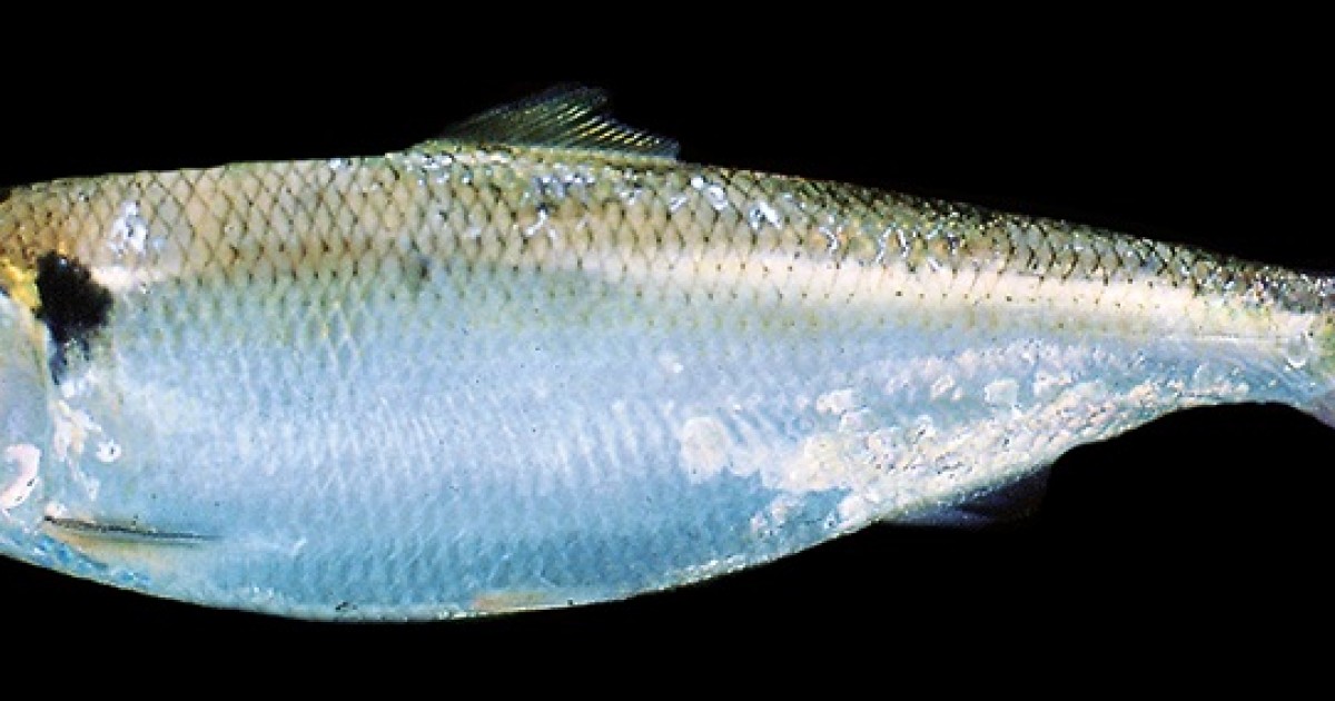 Skadar shad | Save the Blue Heart of Europe