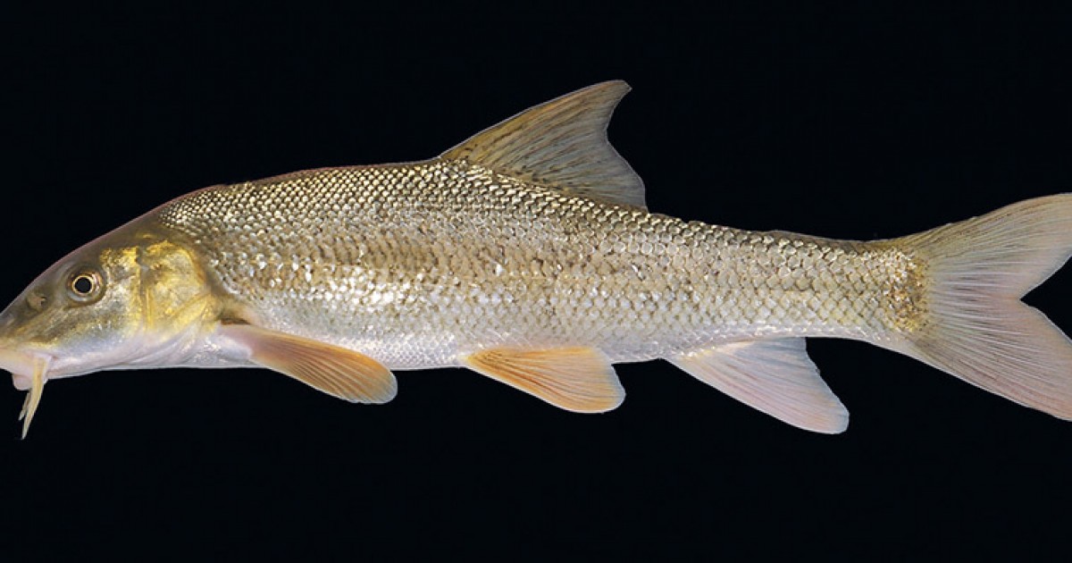 Macedonian barbel | Save the Blue Heart of Europe