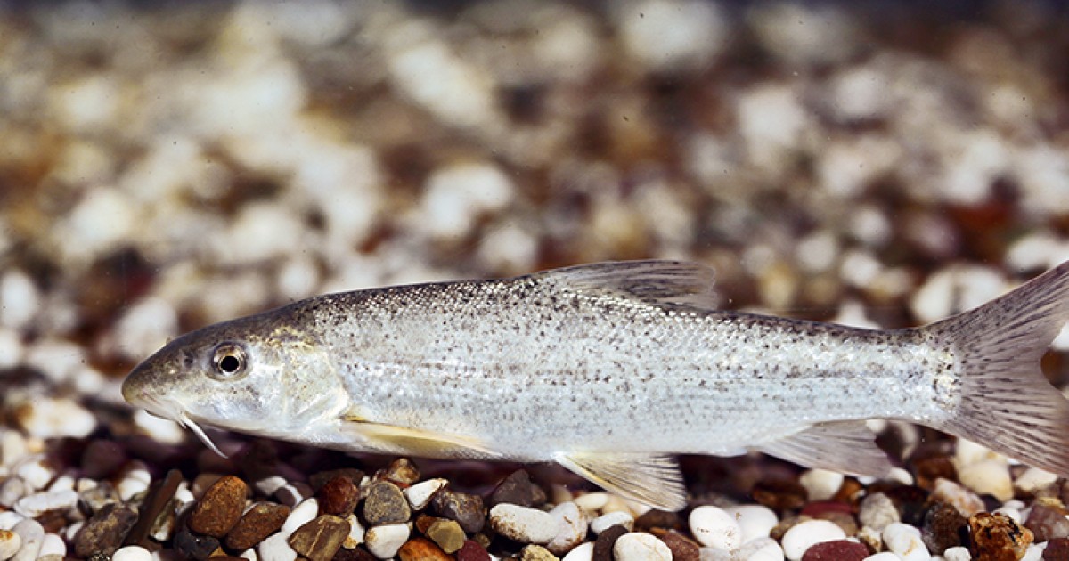 Pananian or Italian barbel | Save the Blue Heart of Europe