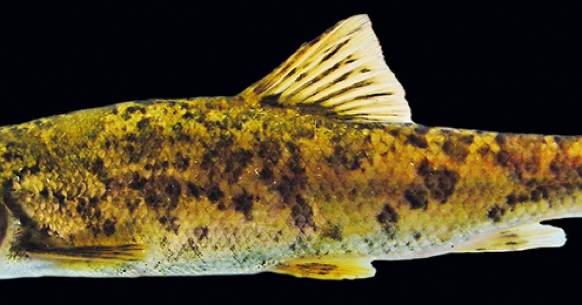 Prespa barbel | Save the Blue Heart of Europe