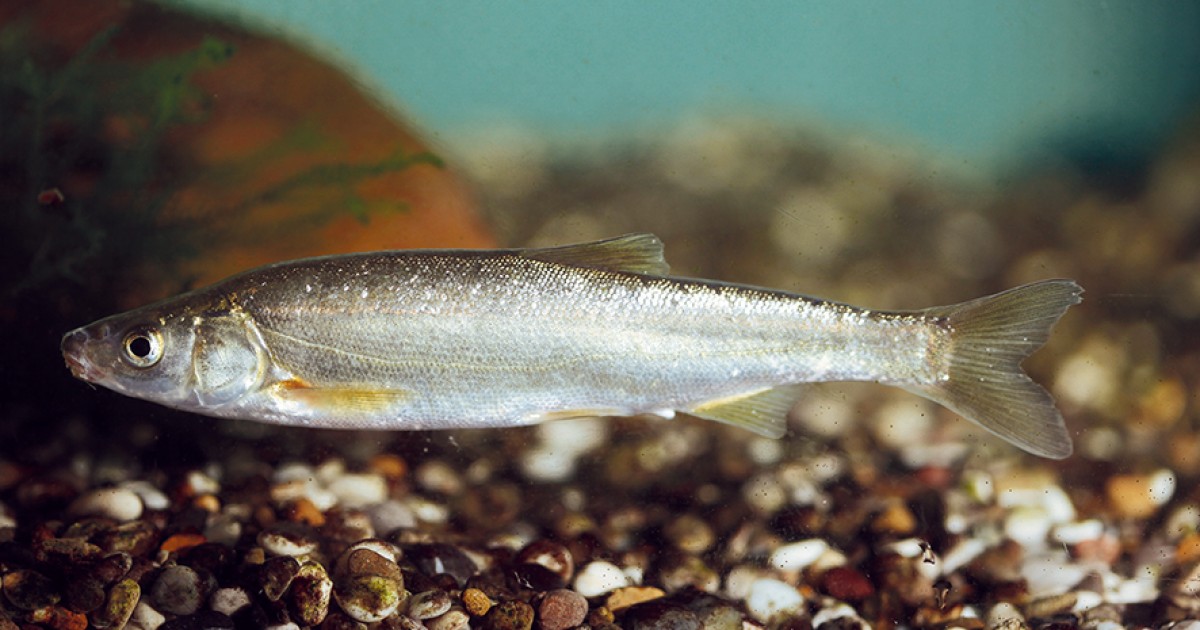 Minnow nase | Save the Blue Heart of Europe