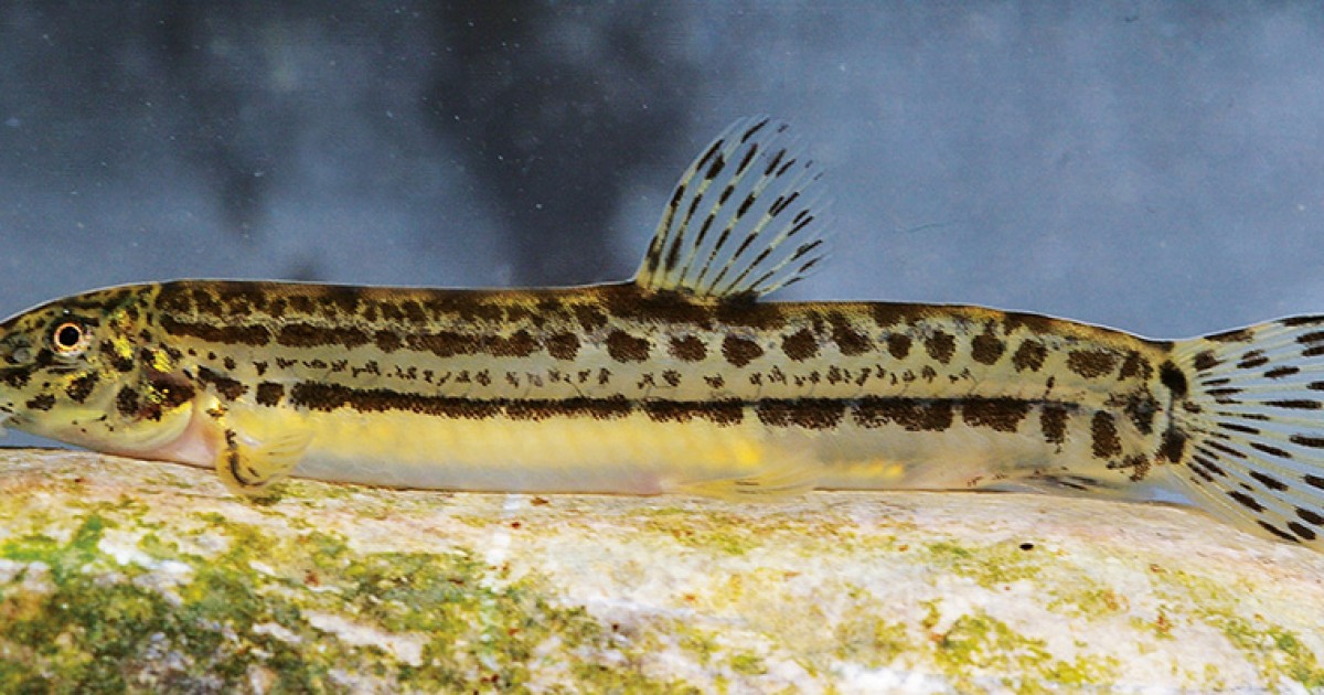 Arachthos spined loach | Save the Blue Heart of Europe