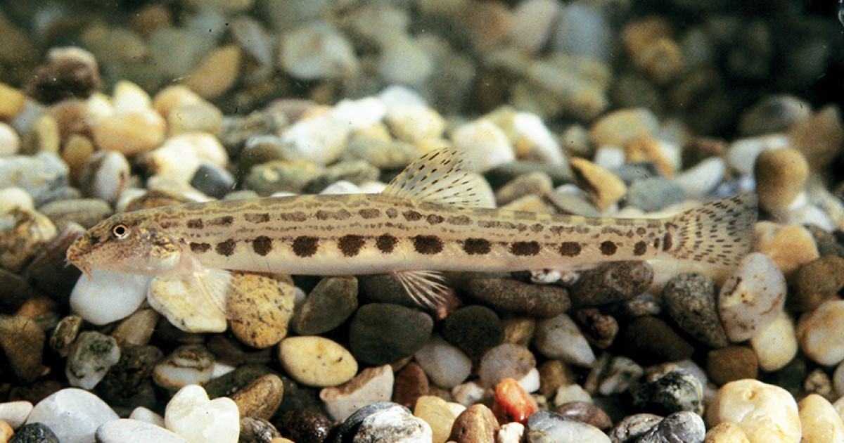 Dalmatian spined loach | Save the Blue Heart of Europe