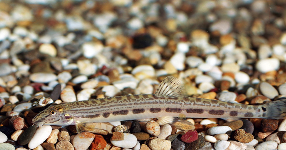 Balkan spined loach | Save the Blue Heart of Europe