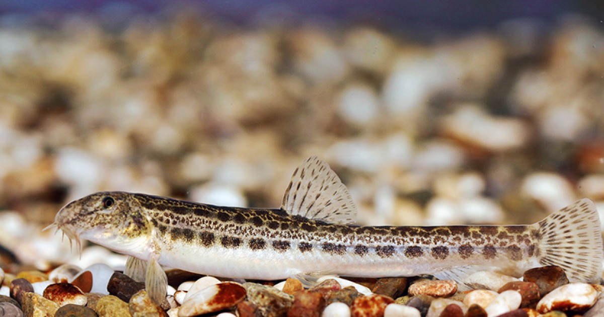 Imotzki spined loach | Save the Blue Heart of Europe