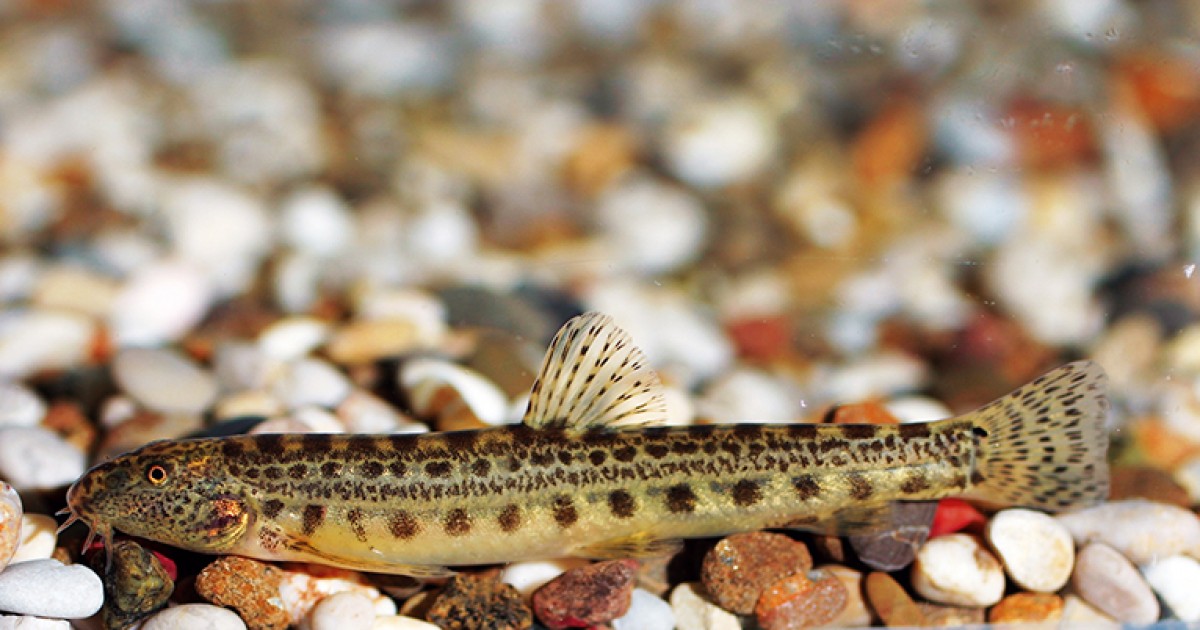Jadova spined loach | Save the Blue Heart of Europe