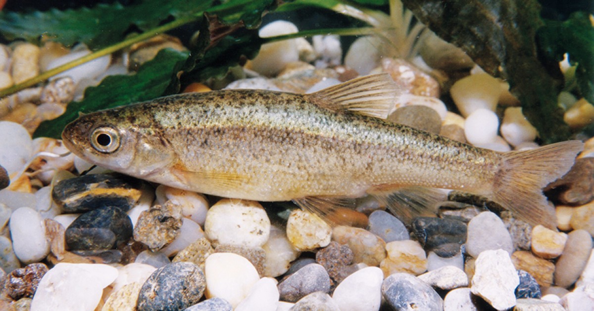 Spotted minnow | Save the Blue Heart of Europe