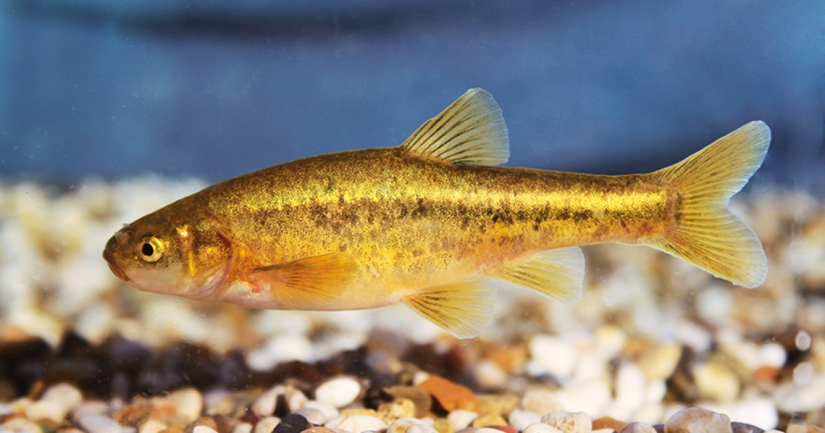 Jadova minnow | Save the Blue Heart of Europe