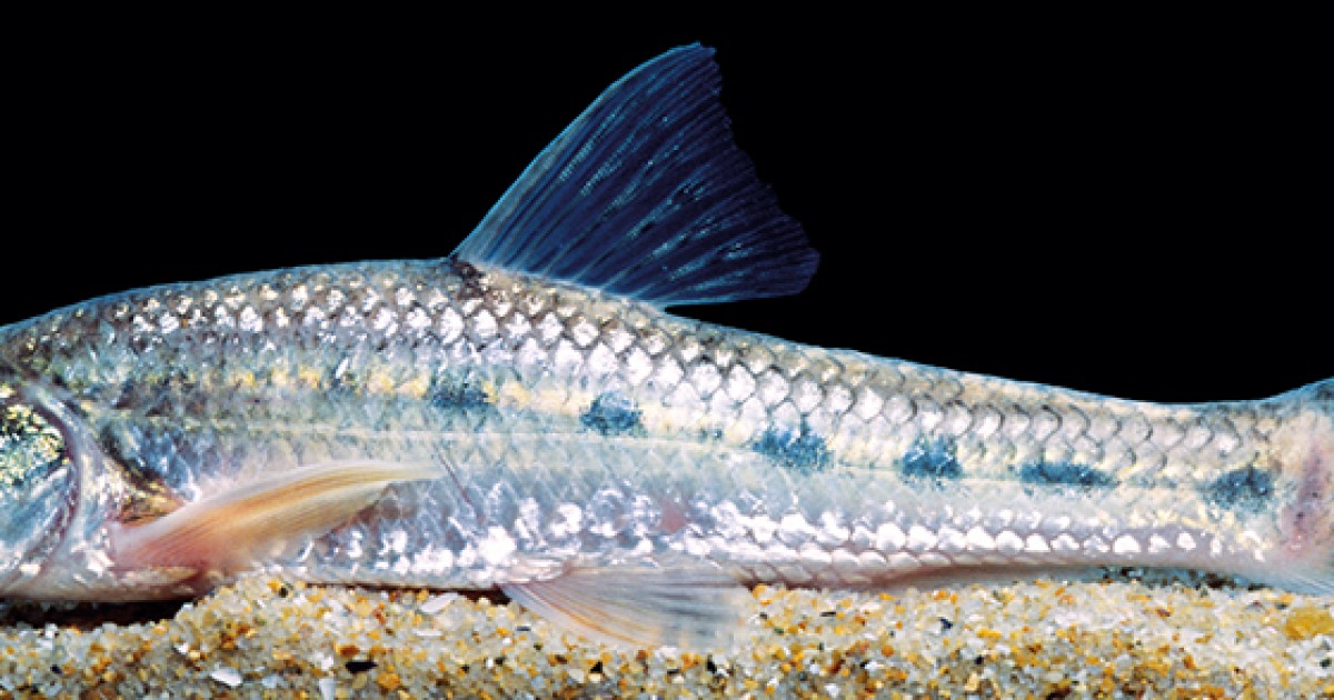 Varna gudgeon | Save the Blue Heart of Europe