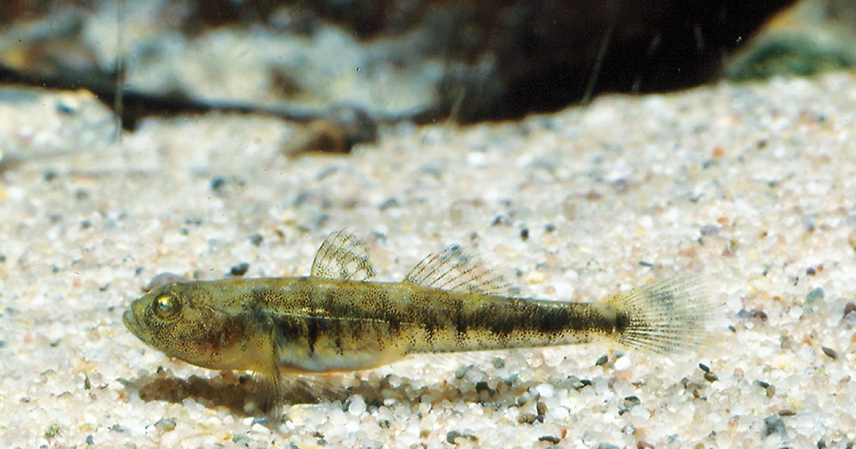 Adriatic dwarf goby | Save the Blue Heart of Europe