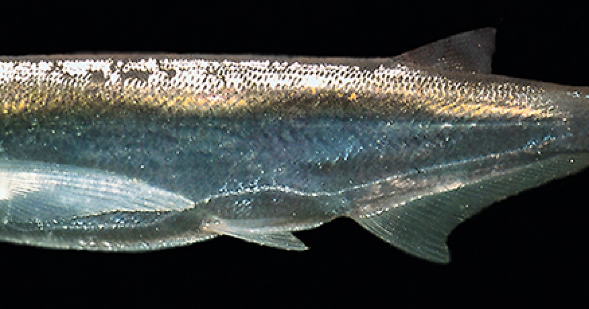 Razor fish | Save the Blue Heart of Europe