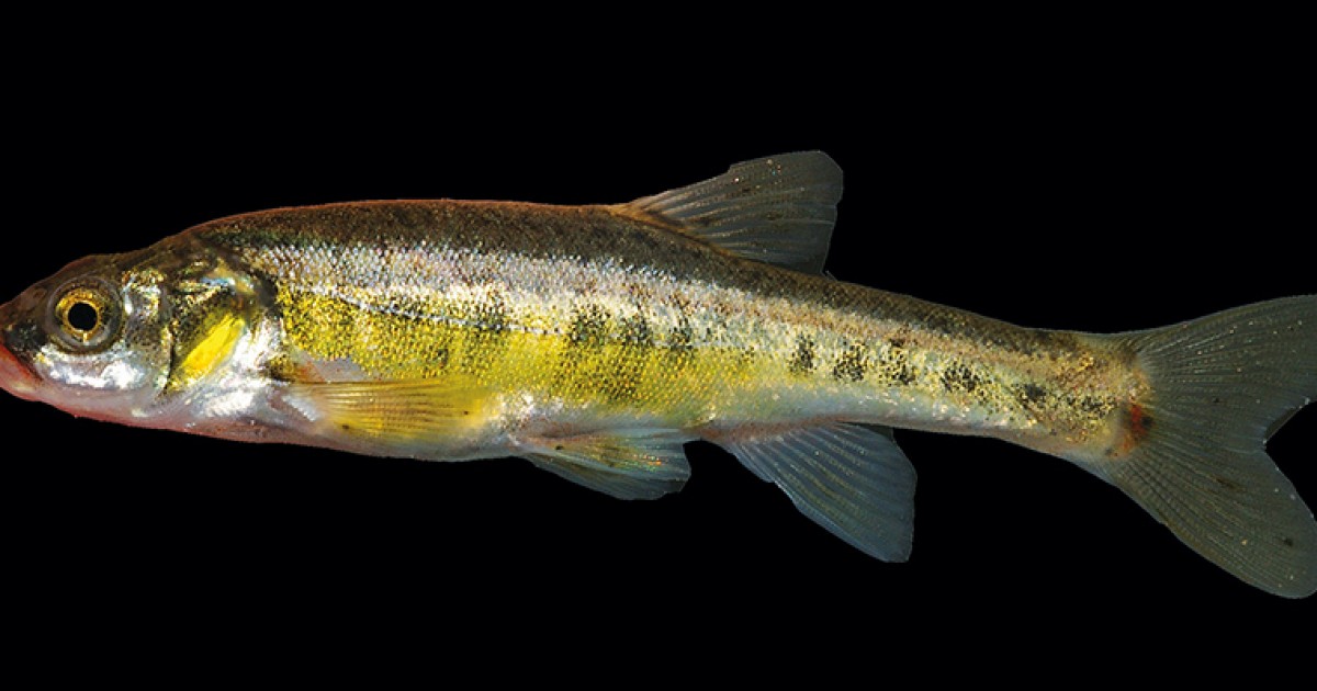 Aegean minnow | Save the Blue Heart of Europe