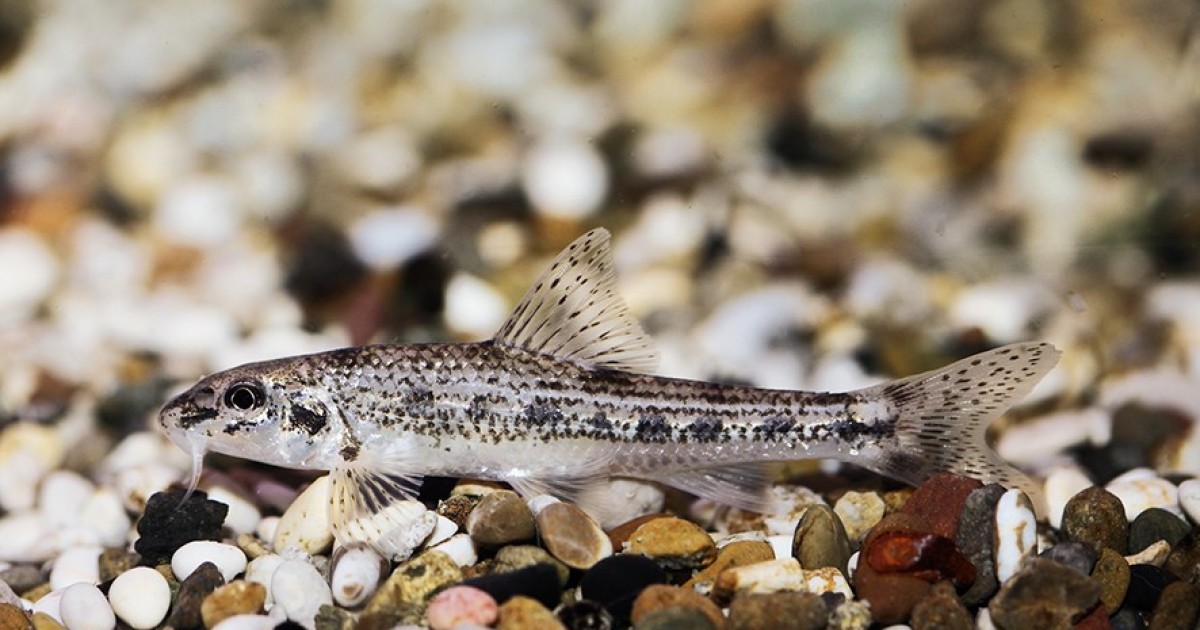 Italian gudgeon | Save the Blue Heart of Europe
