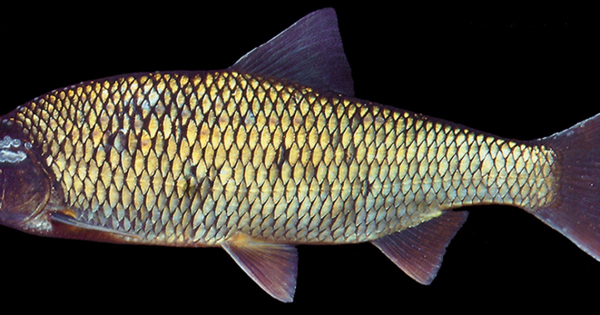 Cactus roach | Save the Blue Heart of Europe