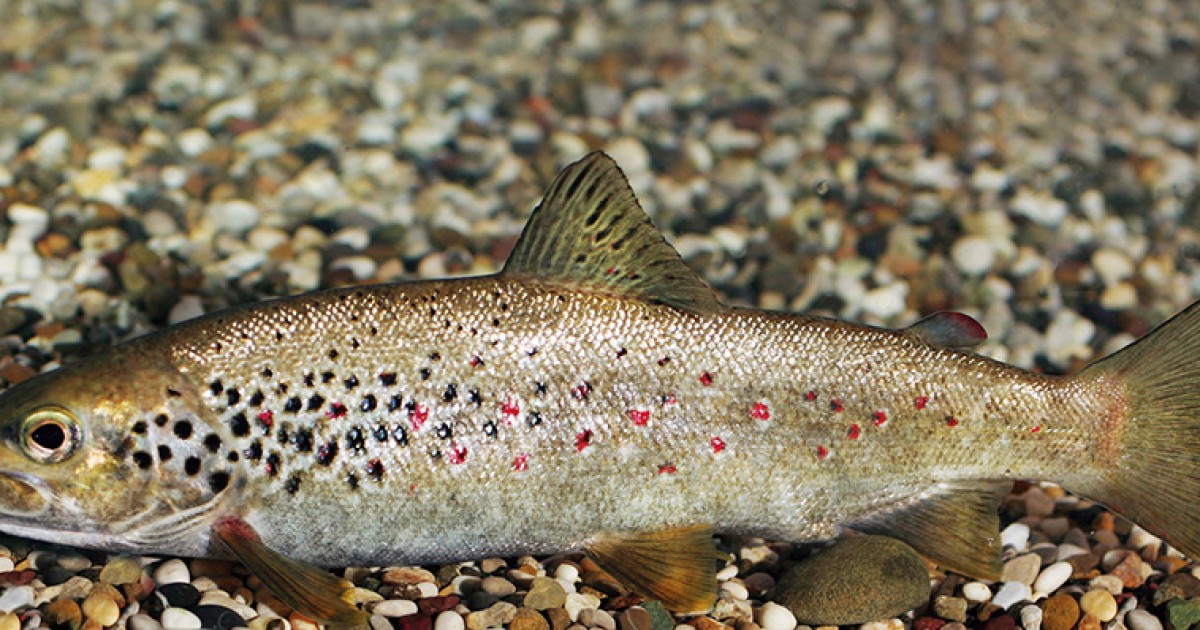 Softmouth trout | Save the Blue Heart of Europe