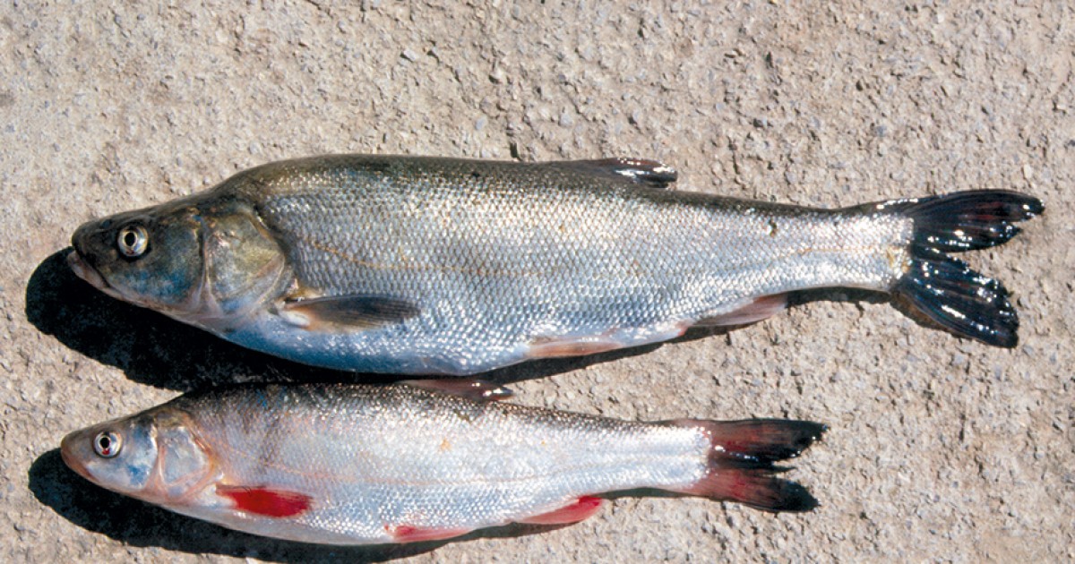 Livno masnica | Save the Blue Heart of Europe