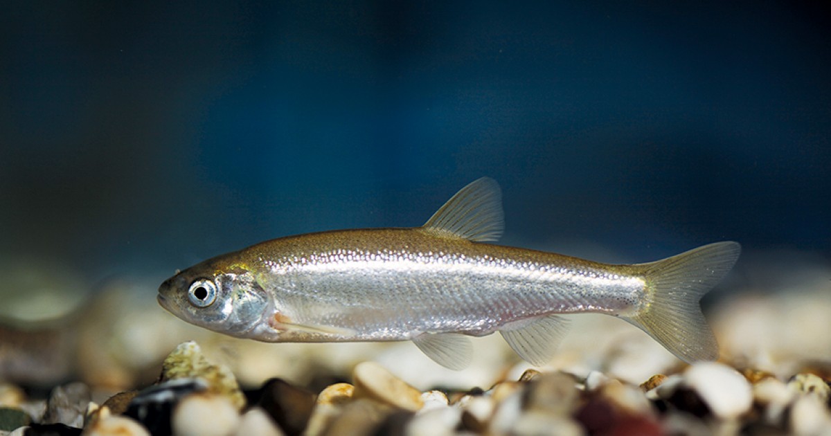 Krbava dace | Save the Blue Heart of Europe