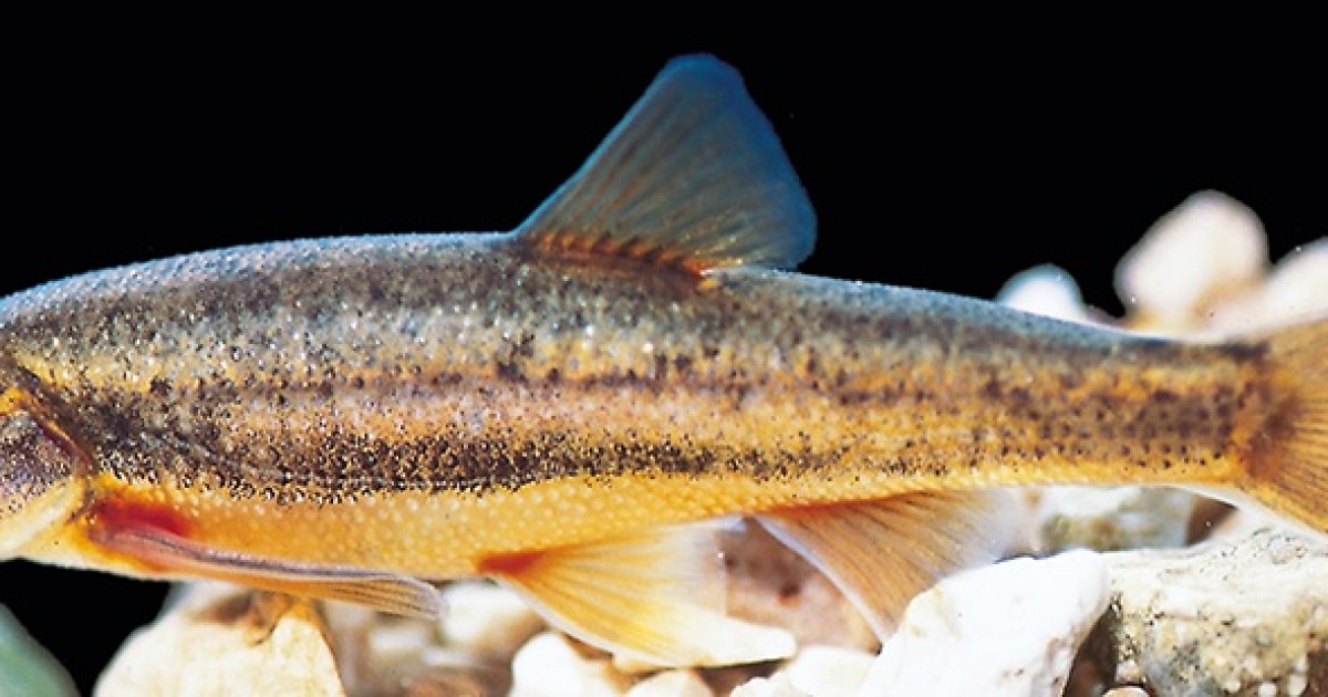 Striped dace | Save the Blue Heart of Europe