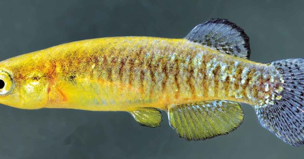 Corfu toothcarp | Save the Blue Heart of Europe