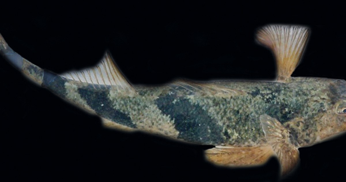 Vretenar | Save the Blue Heart of Europe