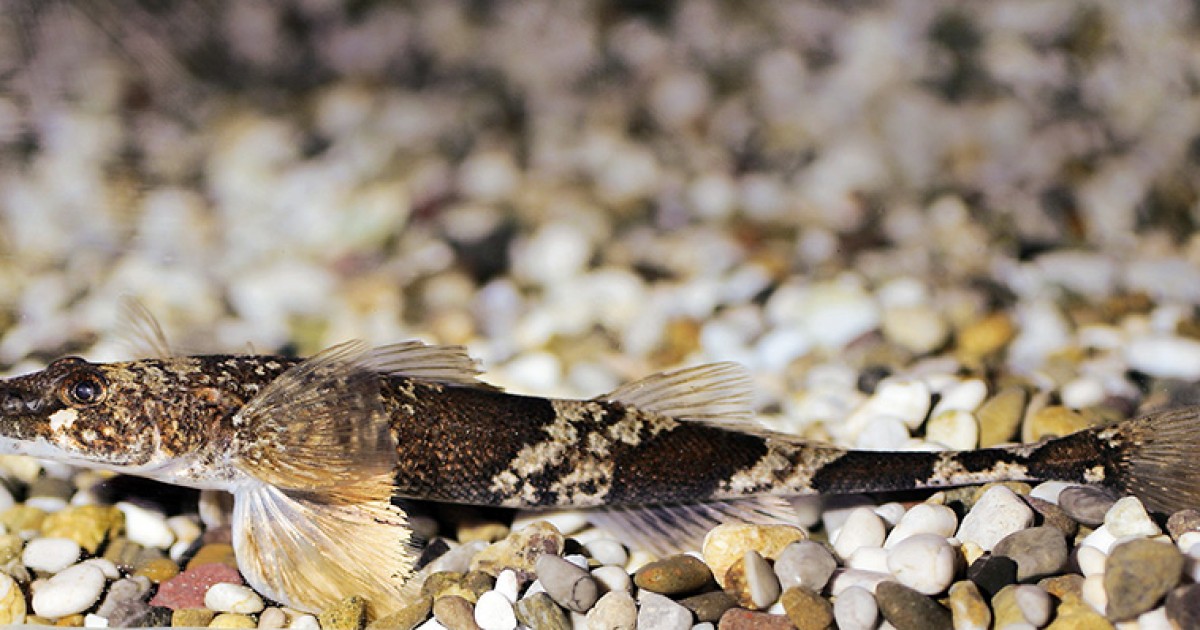 Danube streber | Save the Blue Heart of Europe