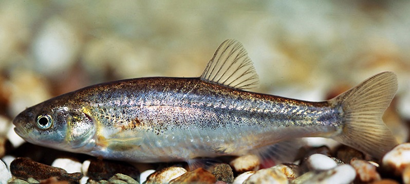 New Study: Hydropower development puts Europe’s fish paradise at risk ...