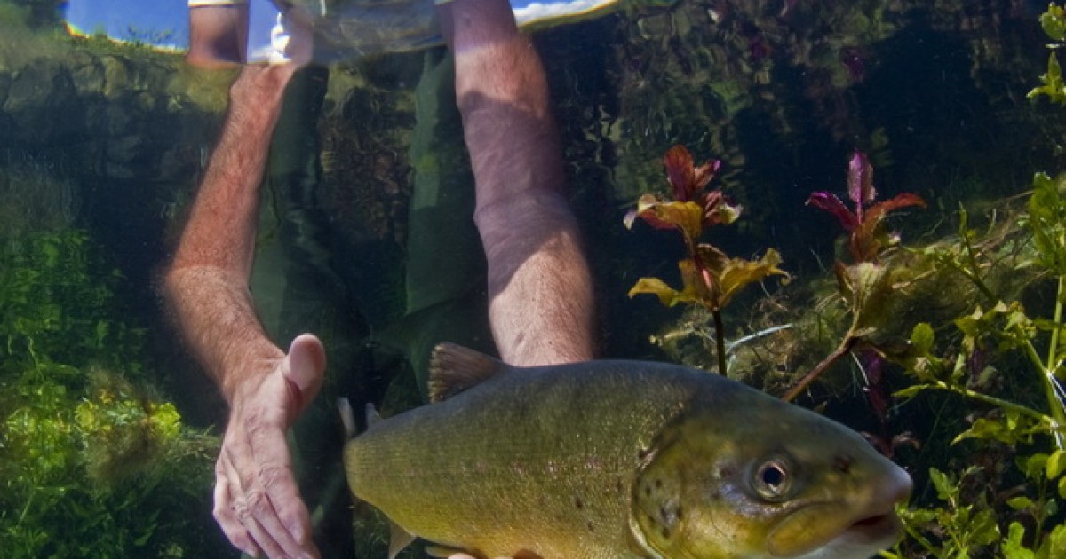 Balkan Rivers in World Rivers Review | Save the Blue Heart of Europe