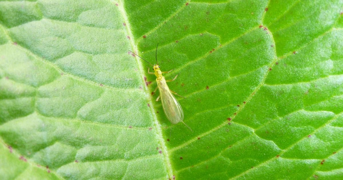 Three new insect species discovered in Macedonia | Save the Blue Heart ...